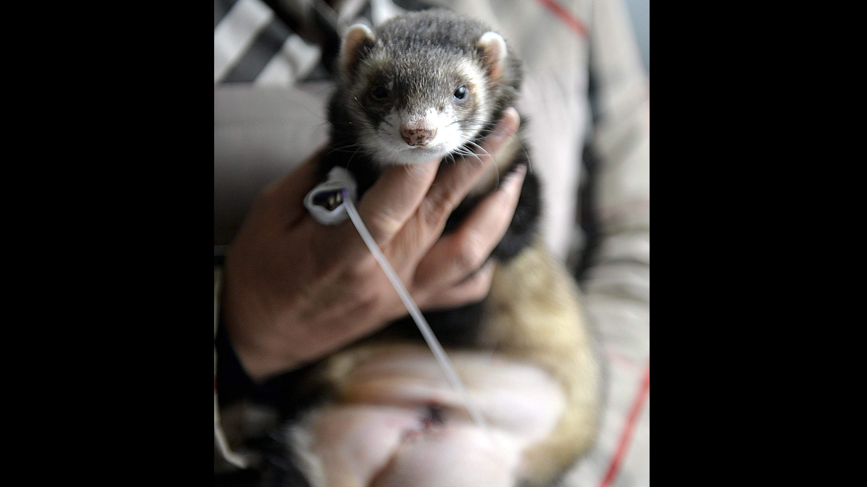 Woman spends Spring Festival caring for sick mink - CGTN
