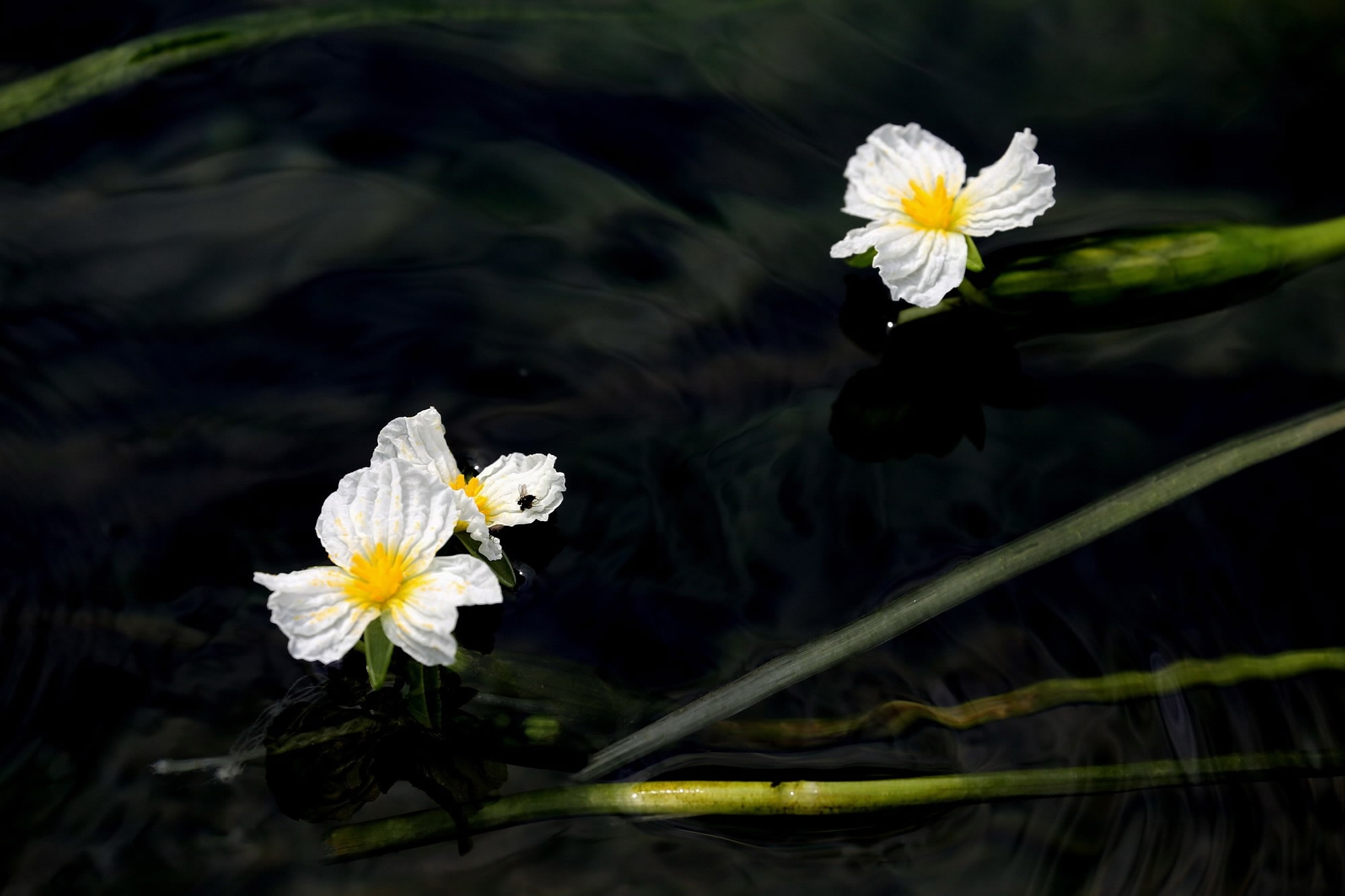 Endangered flowers blossom in China, a sign of purer, less polluted ...