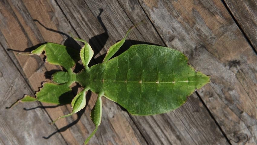 Moving leaf spotted in SW China - CGTN