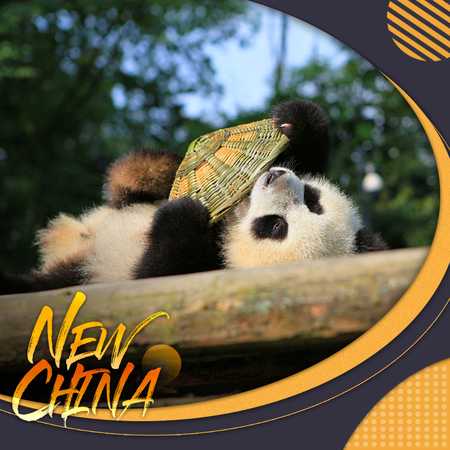 Live: Check out SW China's panda haven - CGTN