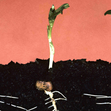 Why do legumes have nodules on their roots? - CGTN