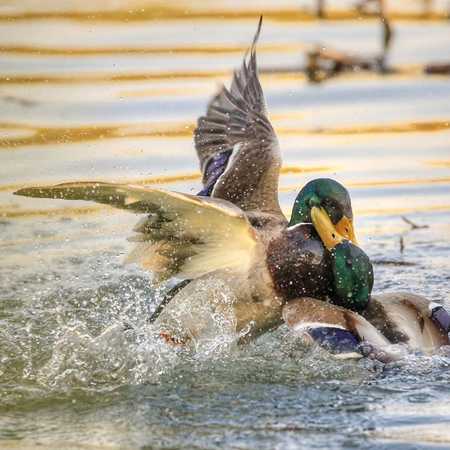 City of Wild: Mallard ducks fight for 'love' in Beijing - CGTN