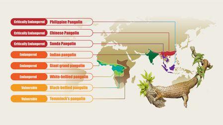 Save the Pangolin - the dark trade of the endangered animal - CGTN