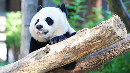 Bei Bei, an American-born panda, leaves Washington and gets to China - CGTN