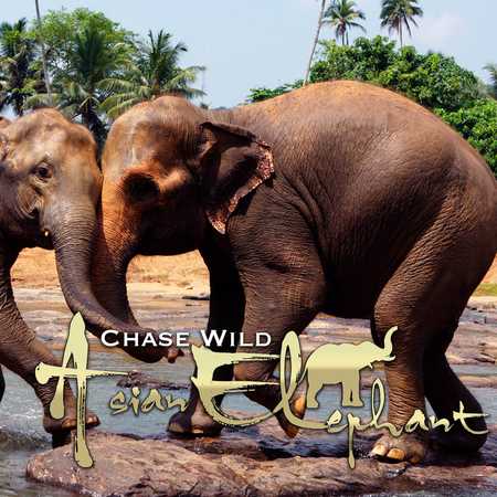 Chase Wild Asian Elephant: Two elephants fight, plants suffer most - CGTN