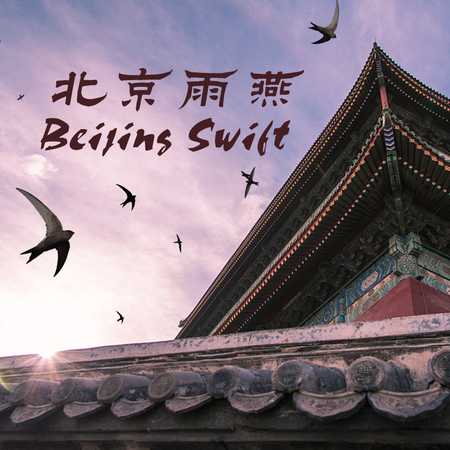 Beijing houses millions of people, is there room for Beijing swifts? - CGTN