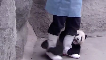 'Don't go!': Young panda cub is extremely attached to its keeper - CGTN