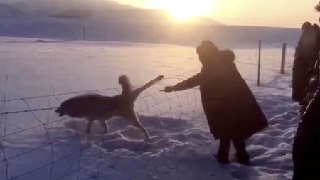 Film crew in China free wolf trapped in barbed wire - CGTN