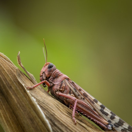 Locust outreak or a sign of the times? - CGTN