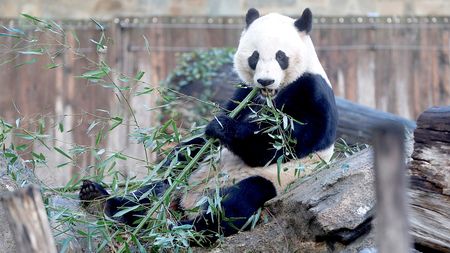 Live: America-born giant panda Bei Bei returns to China - CGTN