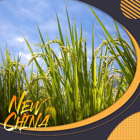 Live: The story of how China's agriculture feeds 1.4 billion - CGTN