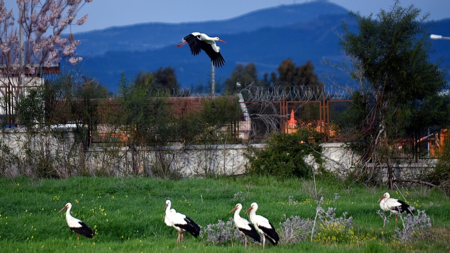 White storks make a stopover in Turkey during migration - CGTN