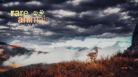 Rare Animals in China: The group of 'yang' animals that roam China - CGTN