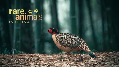 Rare animals in China: Pheasant with two 'horns' - CGTN
