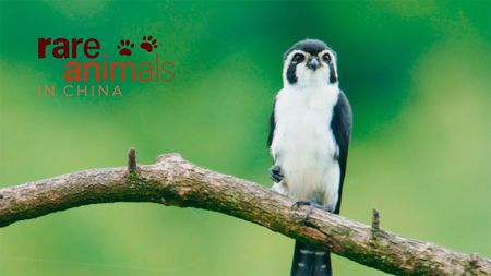 Rare Animals in China: falcons and falconets - CGTN