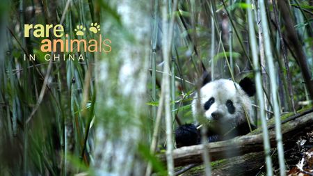 Rare animals in China: Giant panda - CGTN
