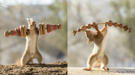 Come on, you can do it! 'Super squirrel' becomes 'weightlifter' - CGTN