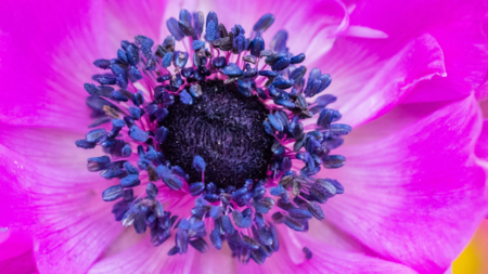 Spring flowers in macro photography - CGTN