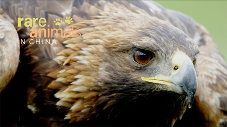 Rare Animals in China: King of sky - CGTN