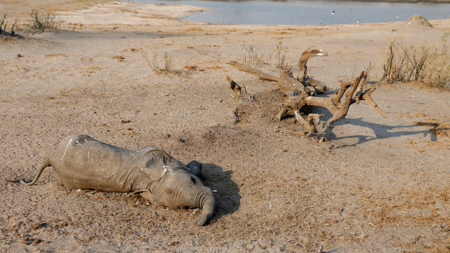 Zimbabwe loses 105 elephants to severe drought in two months - CGTN