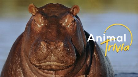 Ten things you might not know about hippos - CGTN
