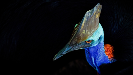 Meet the most dangerous bird in the world - CGTN