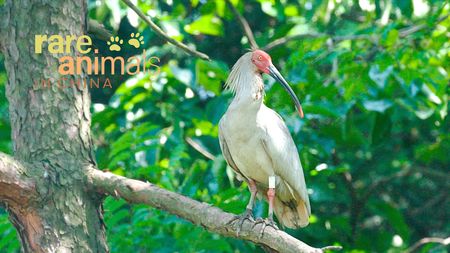 Rare animals in China: Crested ibis - CGTN