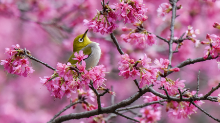 Birdies are the first to know it when spring arrives in China - CGTN
