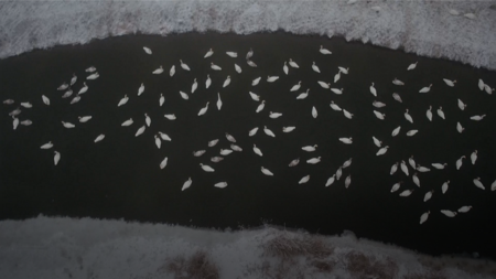White feather in white snow: swans wintering in Xinjiang, NW China - CGTN