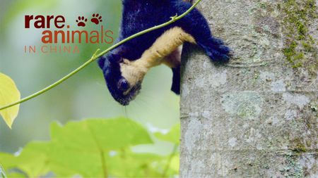 Rare Animals in China: A squirrel that's almost 1 meter long - CGTN