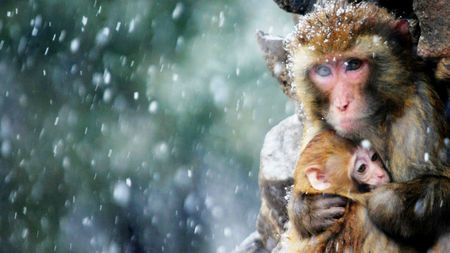 Happy Mother's Day! Meet the loving mothers in the animal kingdom - CGTN