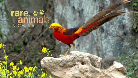 Rare animals in China: Most beautiful pheasants - CGTN