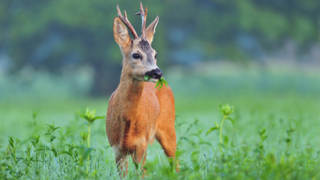 'Bambi' is in town: Roe deer breaks into a house - CGTN