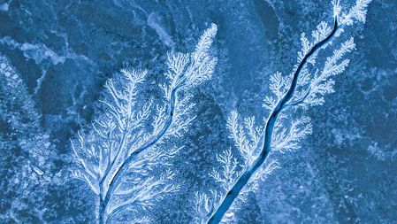 Ice 'trees' appear on sea near northeastern China's Liaoning Province ...