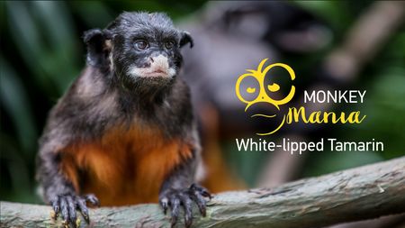 Monkey Mania: Monkey with a rabbit's lips - CGTN