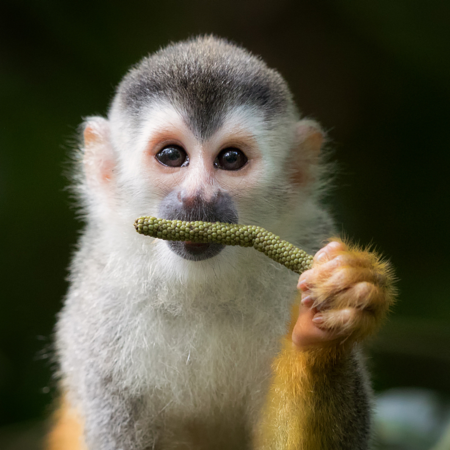 Monkey Mania: The most abundant monkey in the Amazon rainforest - CGTN