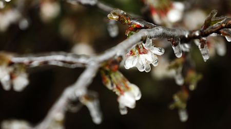 Spring rime appears in SW China's Chongqing - CGTN
