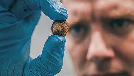 Tiny snails make journey back to Bermuda from extinction - CGTN