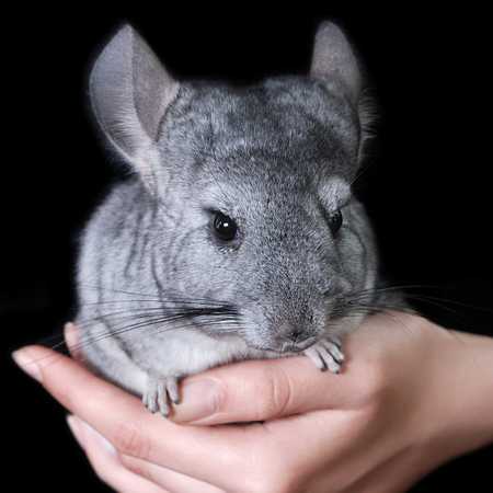 'Rat-a-tat! Happy Year of the Rat!' says the chinchilla - CGTN