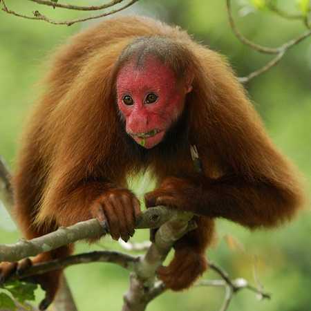 Monkey Mania: When red and bald mean good health - CGTN