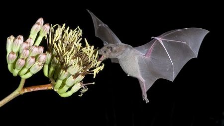Pollinators in the dark: Plants depend on bats more than you think - CGTN