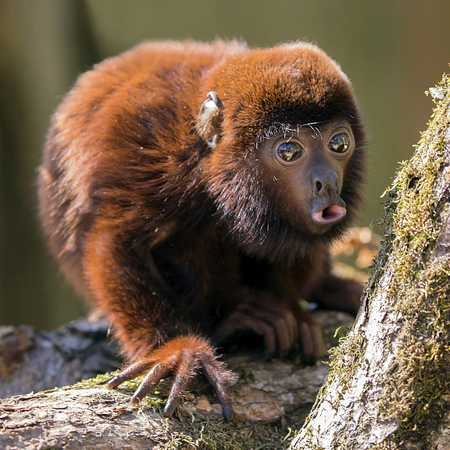 Monkey Mania: A howler louder than Harry Potter's 'magic letter' - CGTN