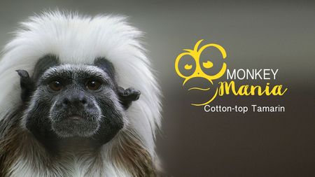 Monkey Mania: Retro hairstyle back in fashion - CGTN