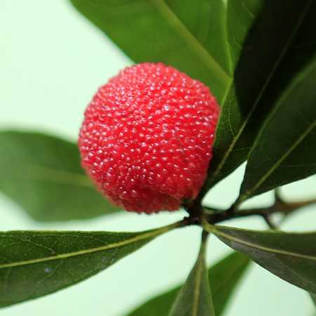 China's Flora Tour: The taste that lasted more than 7,000 years - CGTN