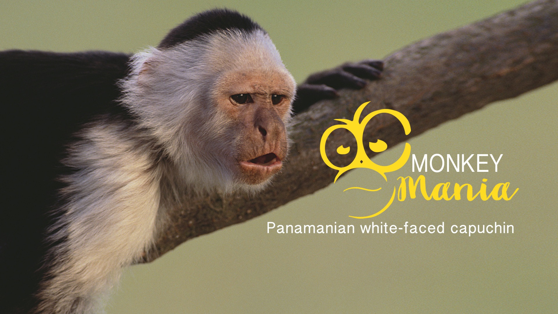 Monkey Mania