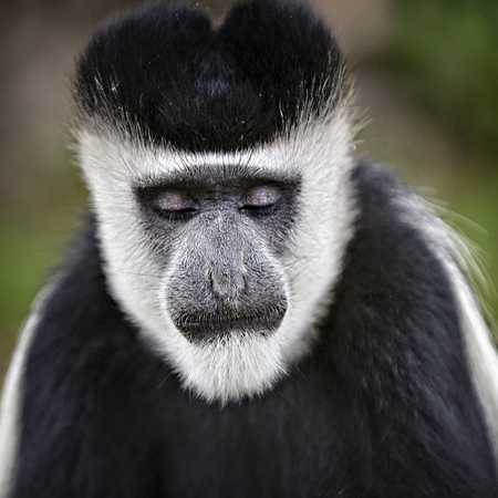 Monkey Mania: The African monkey with no thumbs - CGTN