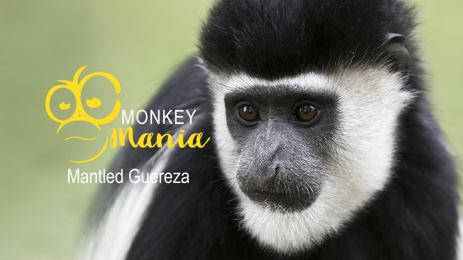 Monkey Mania