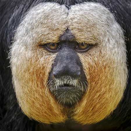 Monkey Mania: A big white frightened face - CGTN