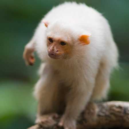 Monkey Mania: The silvery elf in the Amazon - CGTN