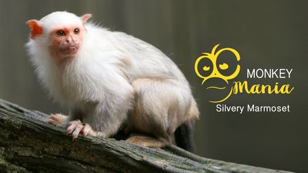 Monkey Mania: The silvery elf in the Amazon - CGTN
